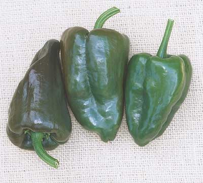 Mulato Island Pepper - 20 Seeds - Ancho Type - Hirt's Gardens