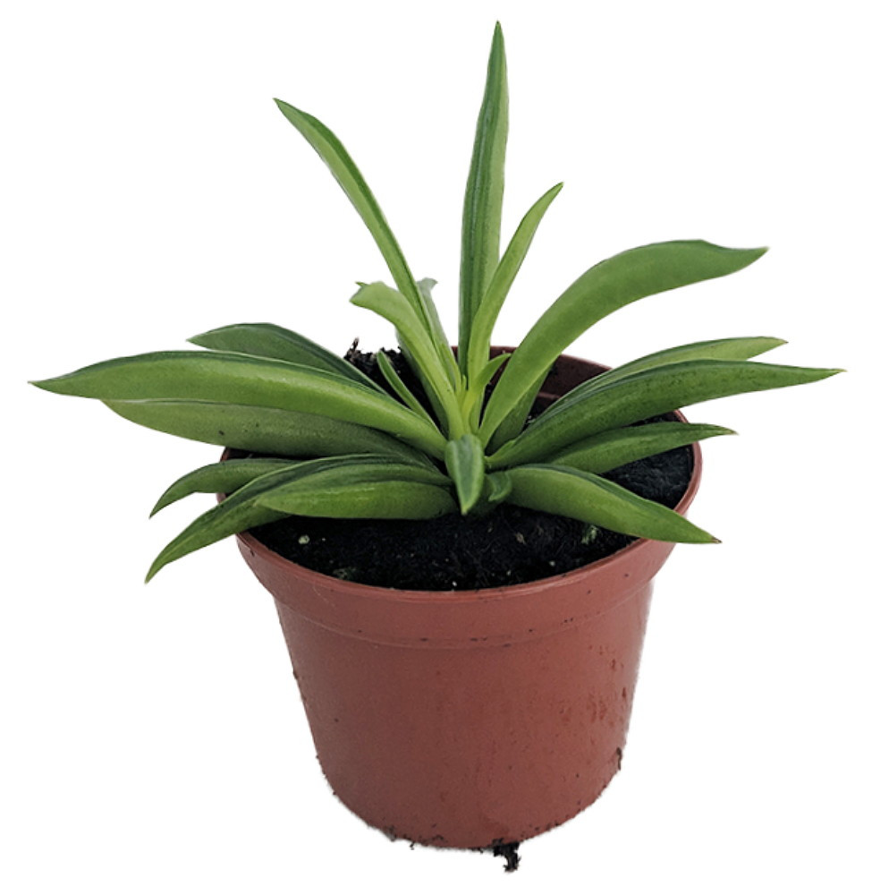 Canoe Bush Peperomia Plant - 2.5" Pot - Easy to Grow! - Hirt's Gardens