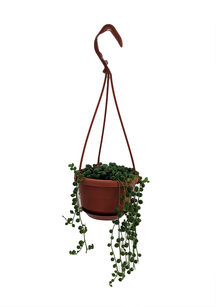 String of Pearls - Senecio - 4" Mini Hanging Pot - Hirt's Gardens