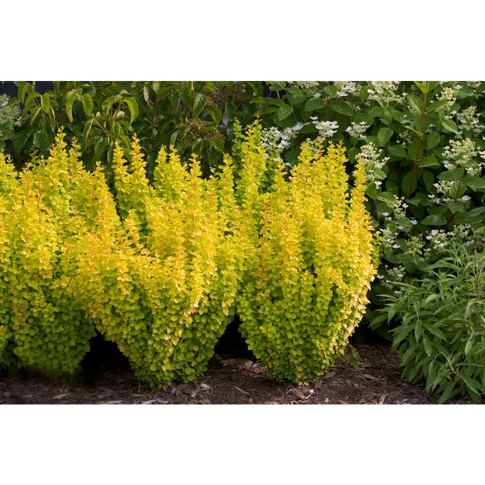 Sunjoy Mini Maroon® Barberry - 4" pot - Berberis - Hirt's Gardens