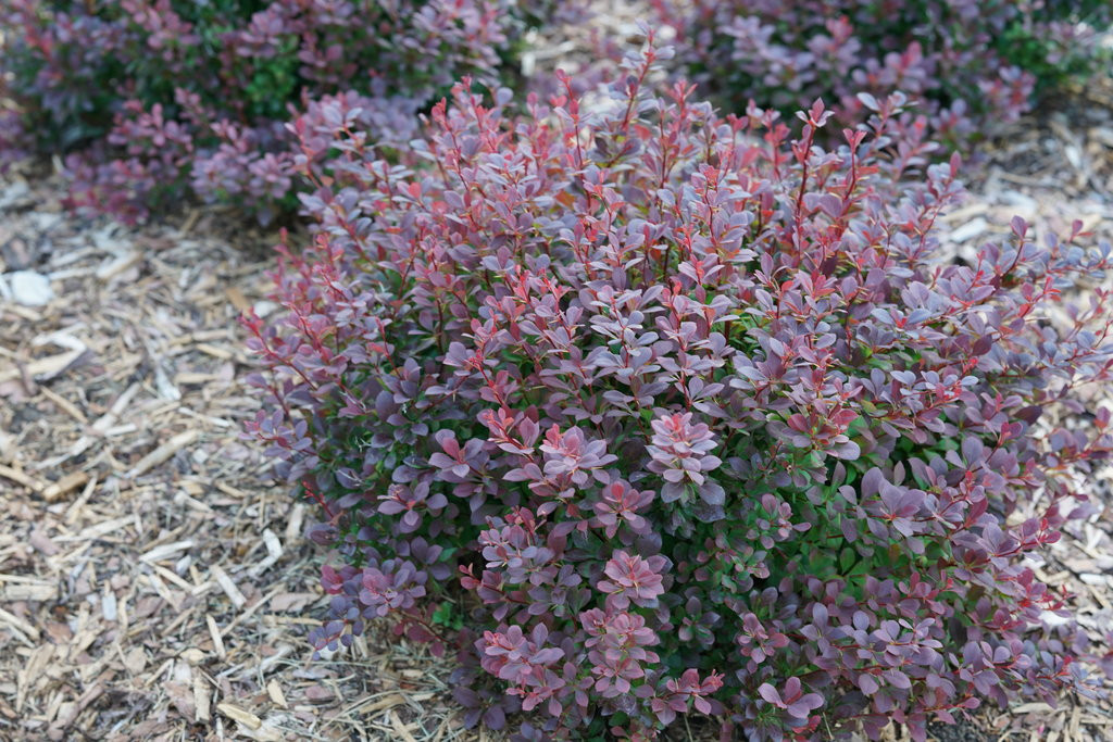 Sunjoy™ Tangelo Berberis thunbergii- Outside or Bonsai - Proven Winners ...