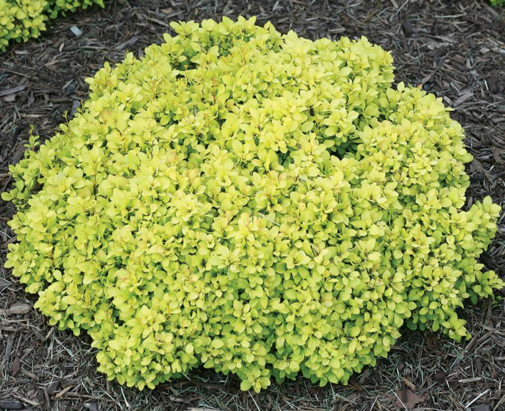 Sunjoy Mini Maroon® Barberry - 4" pot - Berberis - Hirt's Gardens