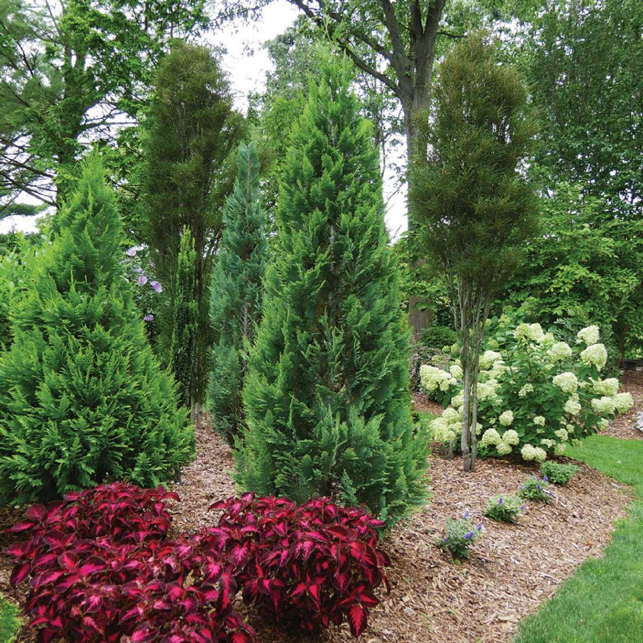 SOFT SERVE® Gold False Cypress - Chamaecyparis - 4" Pot - Proven ...