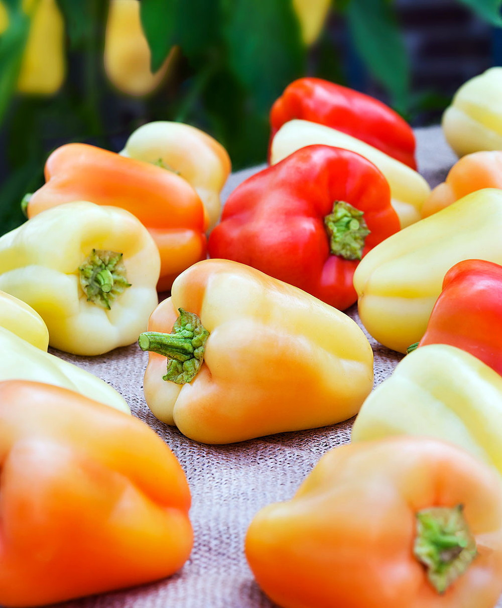 Goliath Griller Pepper - 15 Seeds - Anaheim Type - Hirt's Gardens