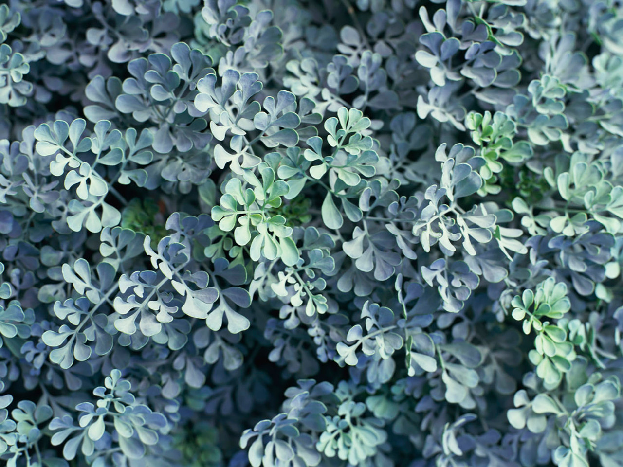 Picotee Blue Morning Glory - 10 Seeds - Easy to Grow! - Hirt's Gardens