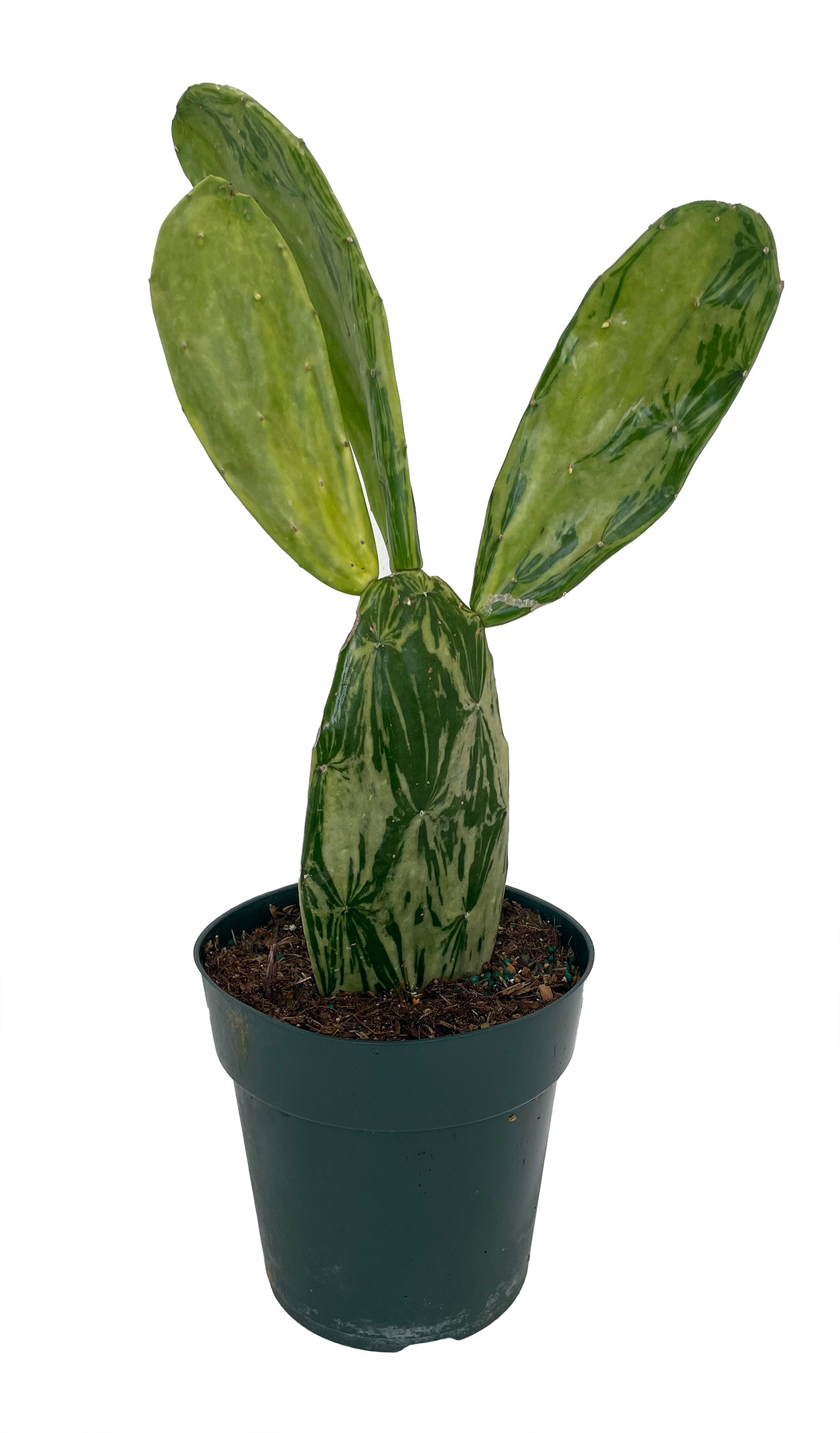 Warm Hand - Velvet Opuntia - Nopal Cactus -Opuntia cochenillifera ...