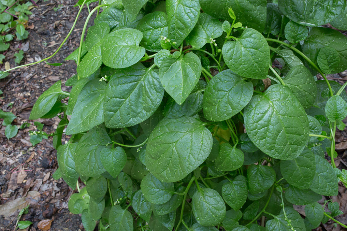 Plant Seeds for Sale | Flower & Fruit Seeds | Hirt's Gardens