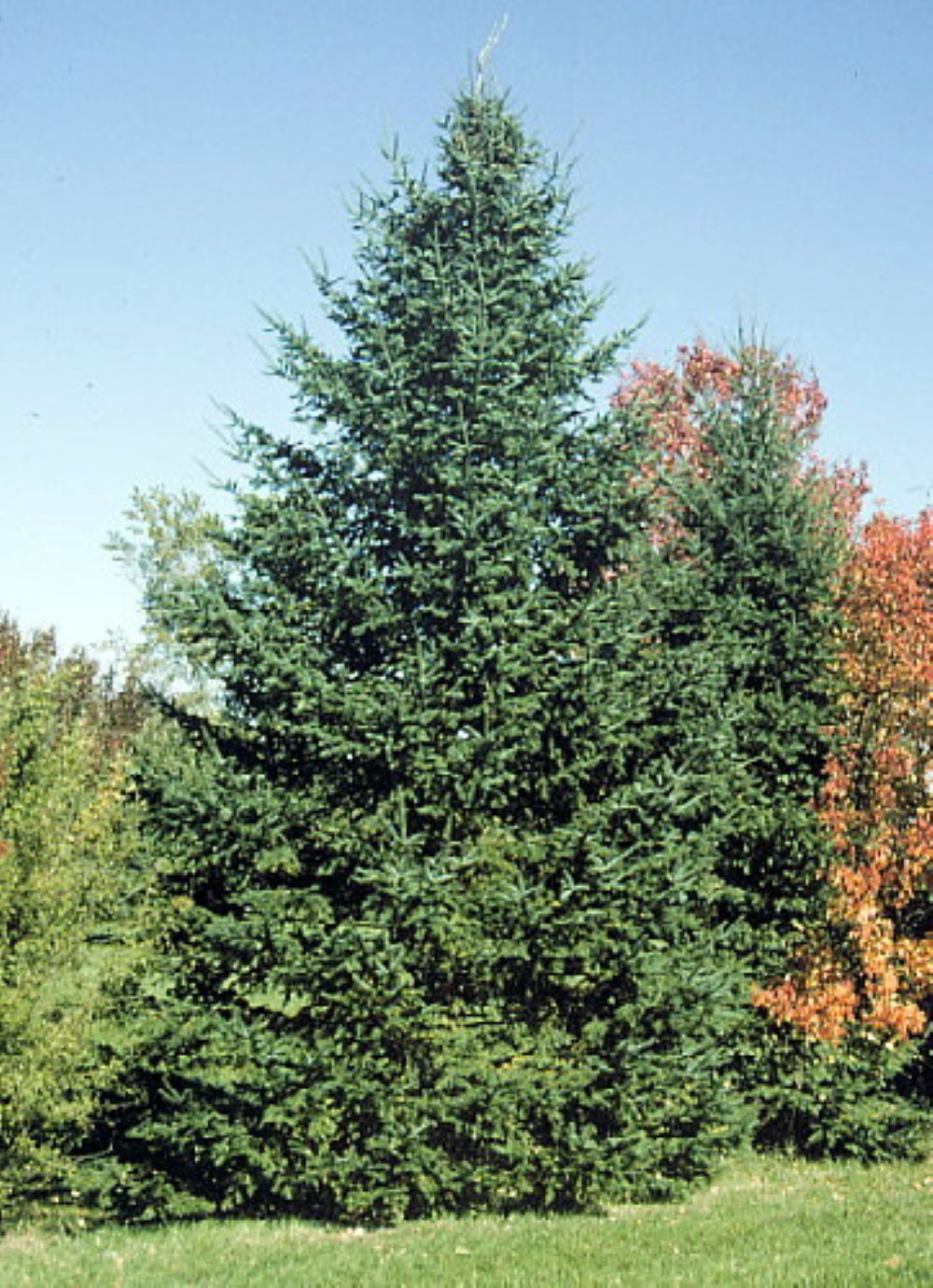Shop Trees for Sale | Buy Shrubs Online | Hirt's Gardens