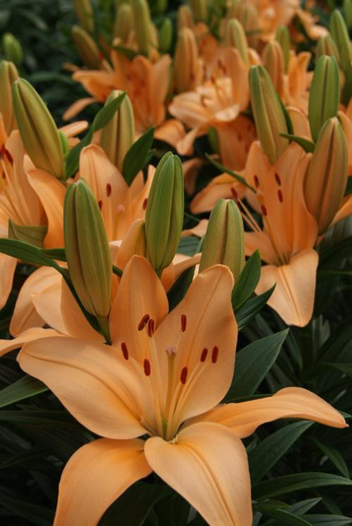 Shop Perennial Plants for Sale | Hirt's Gardens