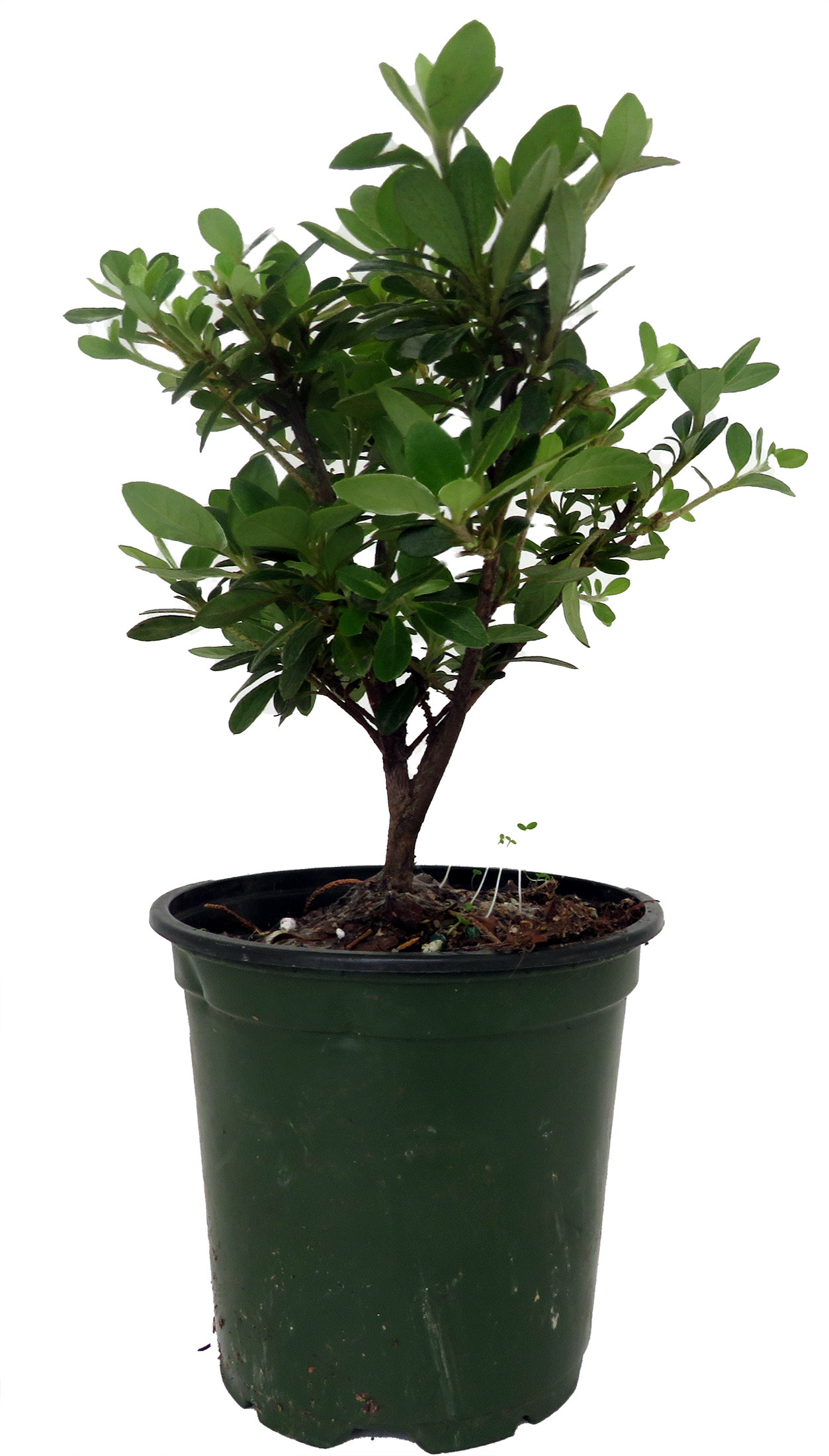 Shop Trees for Sale | Buy Shrubs Online | Hirt's Gardens