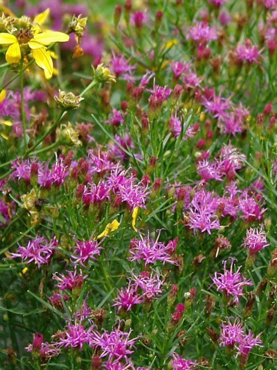 Shop Perennial Plants for Sale | Hirt's Gardens