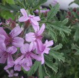 Geranium Maverick Star 8 Seeds - Annual - Hirt's Gardens