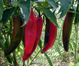 Goliath Griller Pepper - 15 Seeds - Anaheim Type - Hirt's Gardens