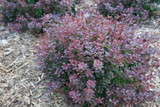 Sunjoy Mini Maroon® Barberry - 4" pot - Berberis - Hirt's Gardens