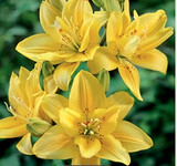 Mexibell Improved Pepper - 10 Seeds - Hot - Hirt's Gardens