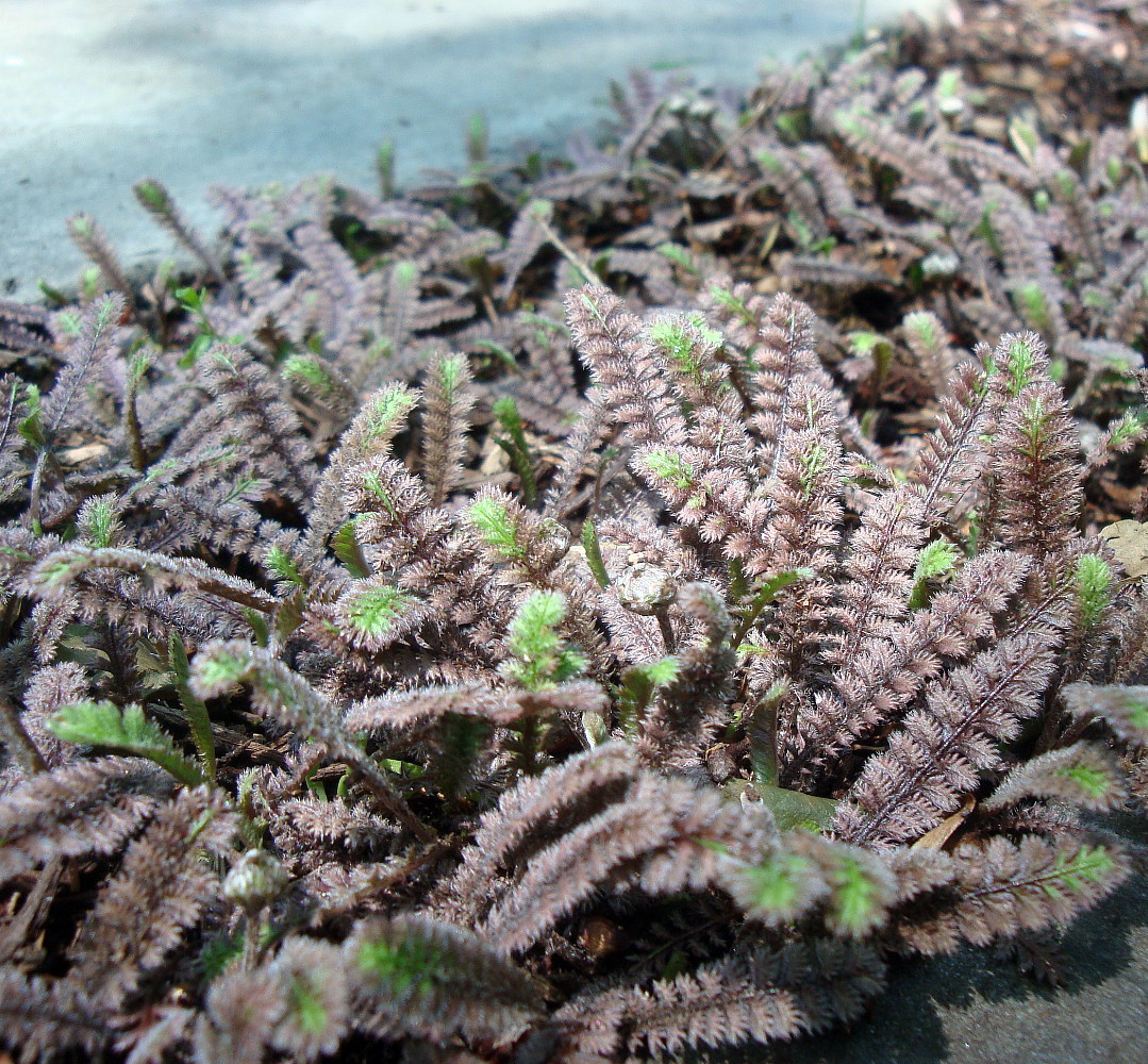Mini Ferns for Terrariums/Fairy Garden - 3 Different Plants-2" Pots ...