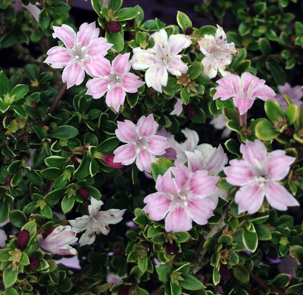 Pink Mountain Serissa Tree - 2.5" Pot - House Plant, Fairy Garden Plant ...