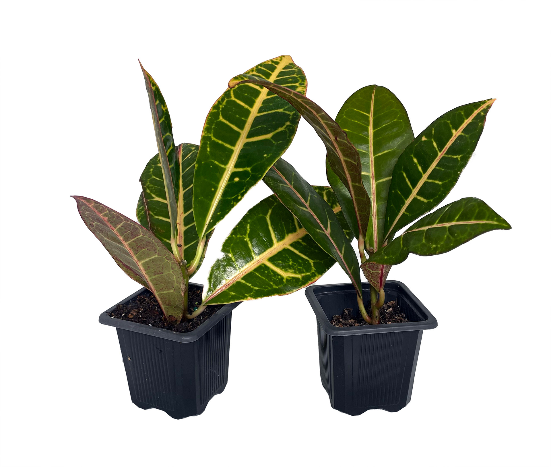 Colorful Croton - 3" Pots - 2 Pack - Codiaeum Petra - Hirt's Gardens