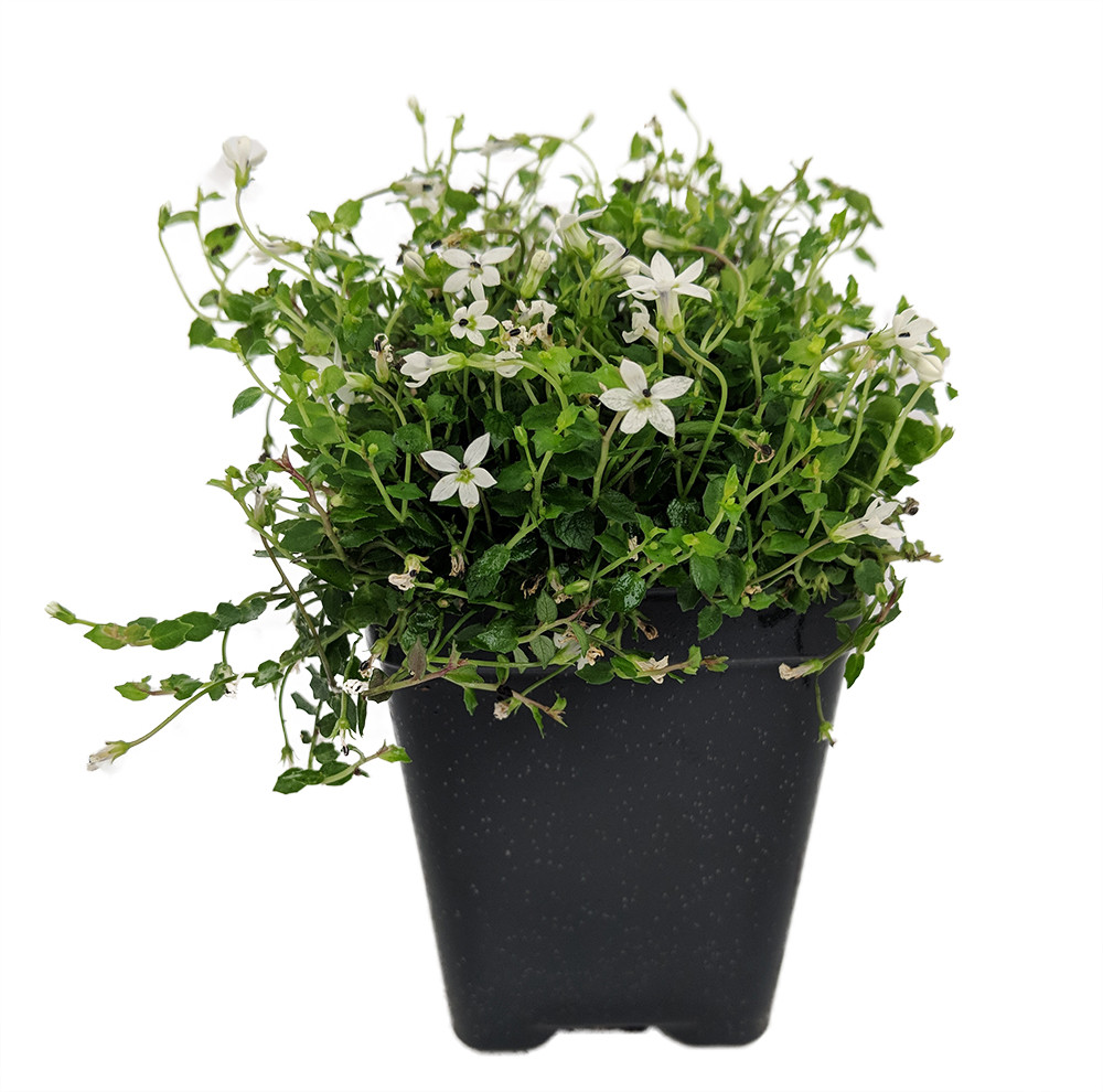 Alpine White Star Creeper - Isotoma - 2.5" Pot - Fairy Garden/Outdoors ...