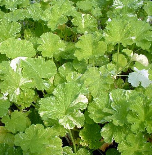 Snowflake Scented Leaf Geranium - Citronella Mosquito Plant - Quart Pot ...