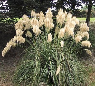 Silver Plume Pampas Grass 100 Seeds - Cortaderia - Hirt's Gardens