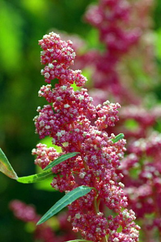 Cherry Vanilla Inca Wheat - 100 Seeds - Quinoa - Hirt's Gardens