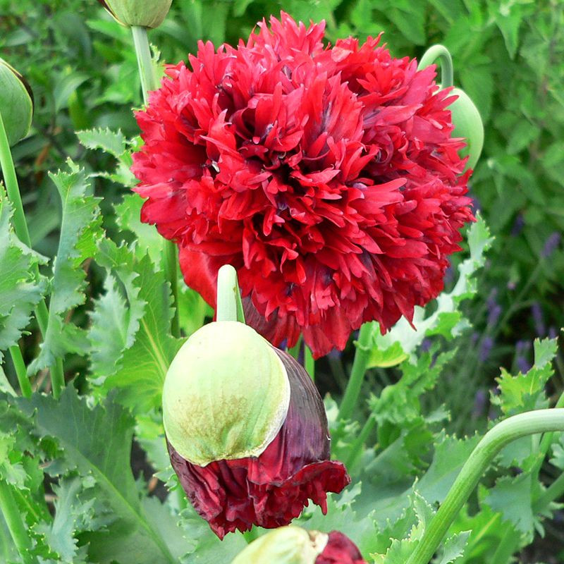 Turkish Bombast Rose Somniferum Poppy 200 Seeds - Hirt's Gardens