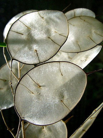 Money Plant 20 Seeds-Silver Dollar Plant-Honesty-Annual - Hirt's Gardens