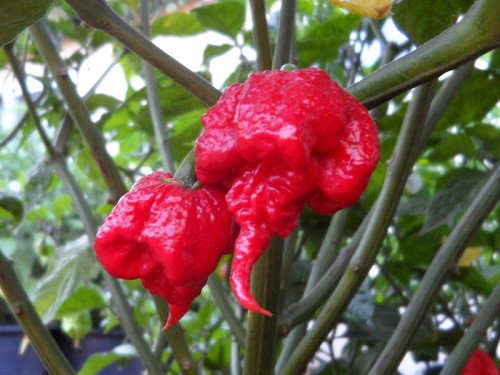Hot Carolina Reaper Pepper - 10 Seeds - Hirt's Gardens