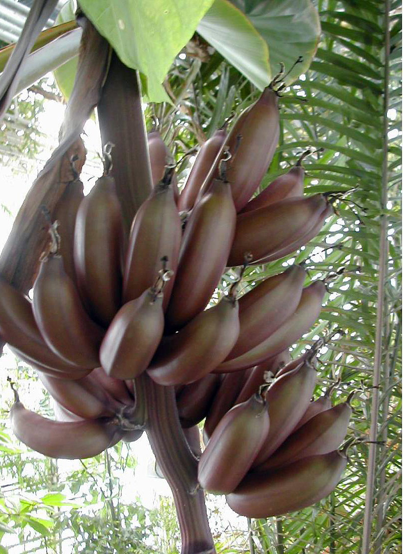 French Banana 8 Seeds - Musa paradisiaca - Hirt's Gardens