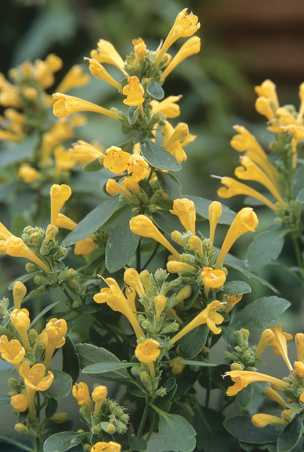 Arizona Sun Hummingbird Mint - Agastache - 10 Seeds - Hirt's Gardens
