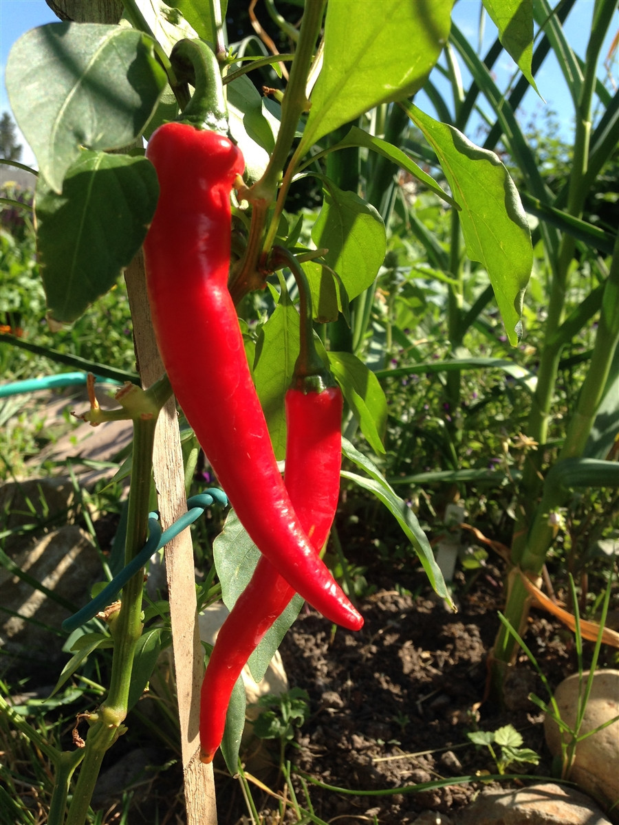 Jamaican Hot Yellow Scotch Bonnet Pepper 20 Seeds - Hirt's Gardens