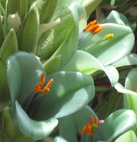 Blue Puya 10 Seeds -Puya berteroniana-Pineappple Family - Hirt's Gardens