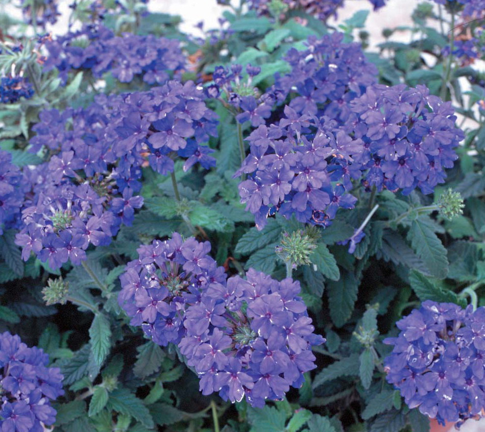Blue Lagoon Verbena - Masses of Blue - 100 Seeds - Hirt's Gardens