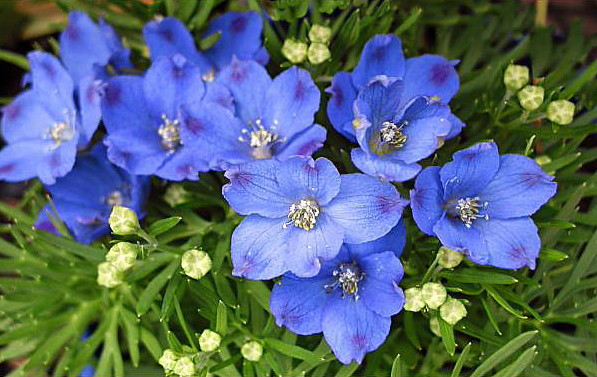 Giant Blue Bird Delphinium 50 Seeds - Perennial - Hirt's Gardens
