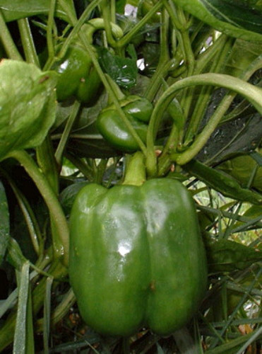Jupiter Sweet Pepper - 20 Seeds - Thick Walls - Hirt's Gardens