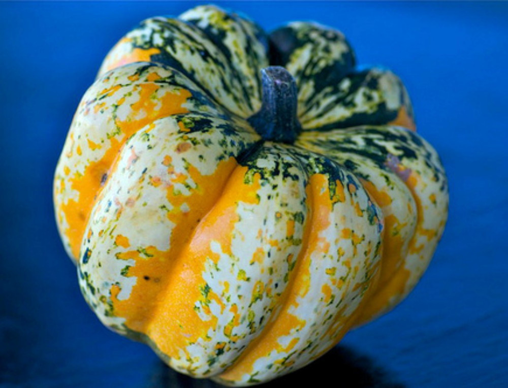 Jester Striped Acorn Winter Squash - 20 Seeds - Hirt's Gardens