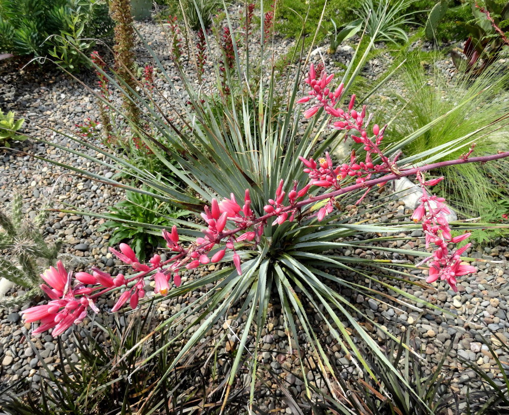Red Yucca 15 Seeds - Hesperaloe - Tropical - Hirt's Gardens