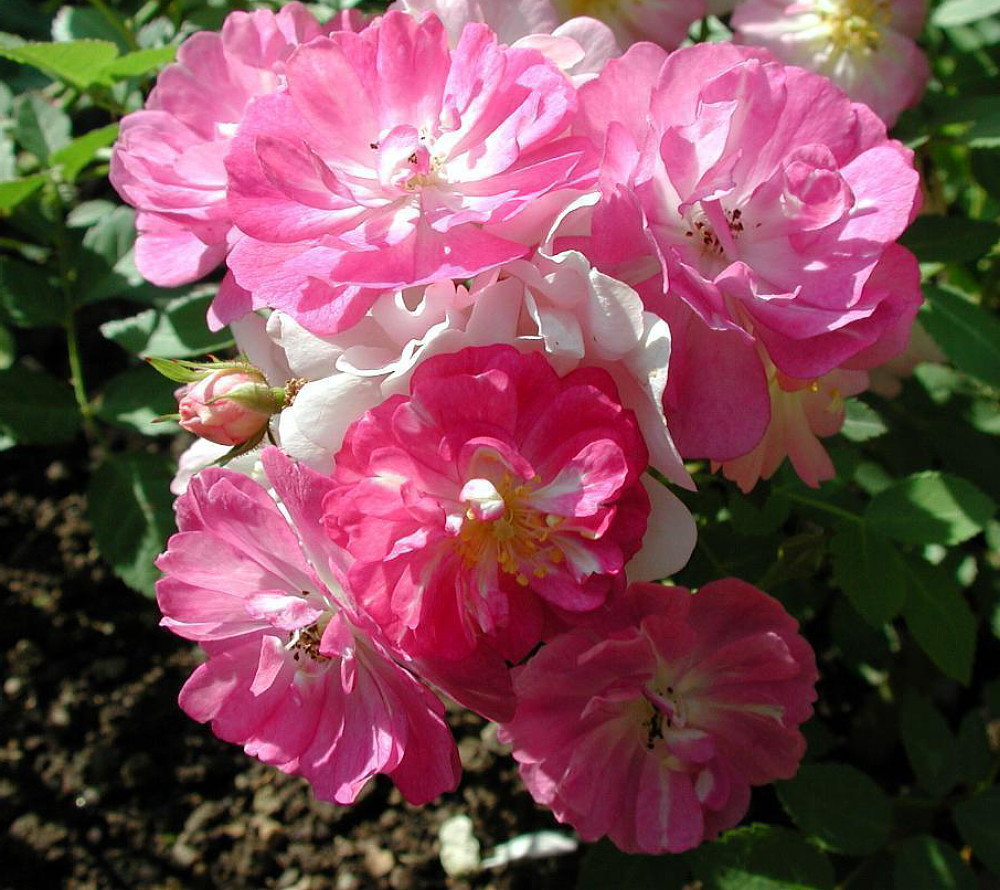 Miniature Angel Wings Rose 10 Seeds - Perennial - Hirt's Gardens