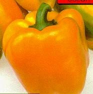 Sunbright Pepper - 20 Seeds - Golden - Hirt's Gardens