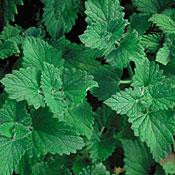 Lemon Catnip - 100 Seeds - Nepeta citrata - Herb - Hirt's Gardens