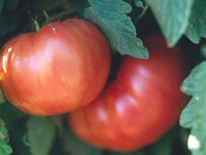 Watermelon Beefsteak Tomato 25 Seeds - Impressive! - Hirt's Gardens