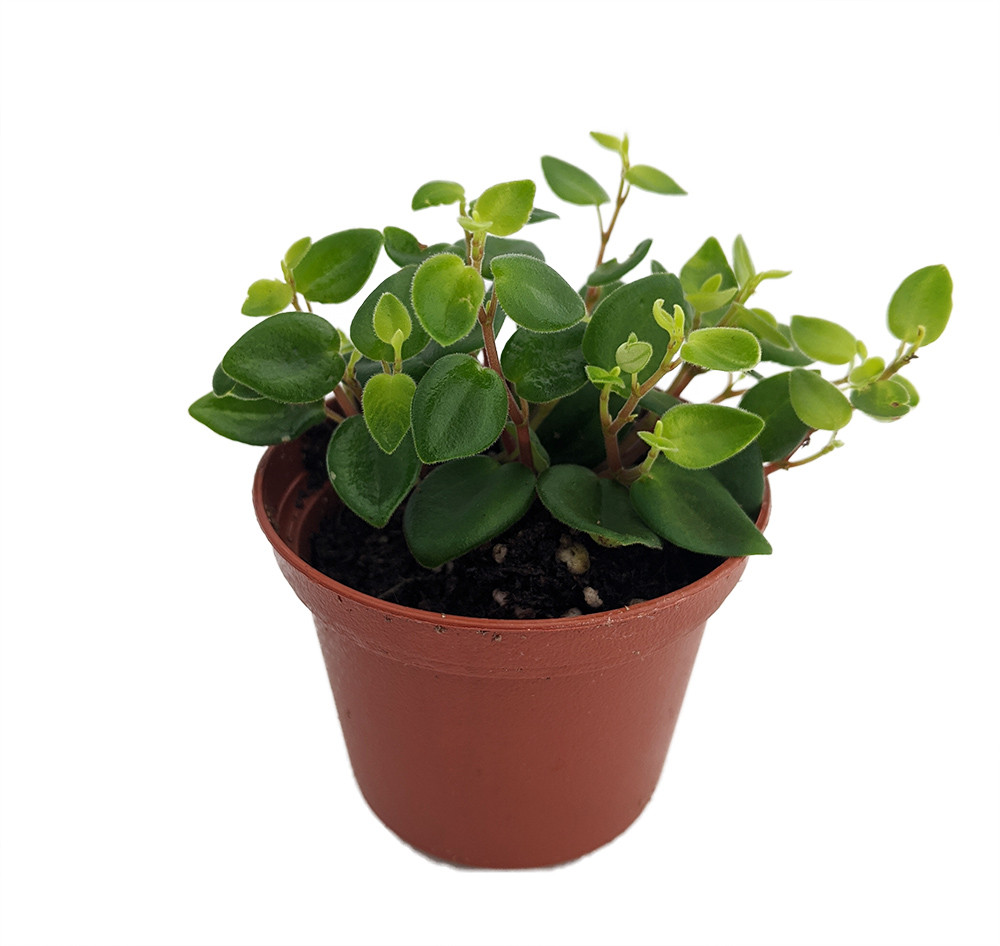 Red Ecuador Peperomia - 2.5" Pot - Easy to Grow Succulent House Plant ...