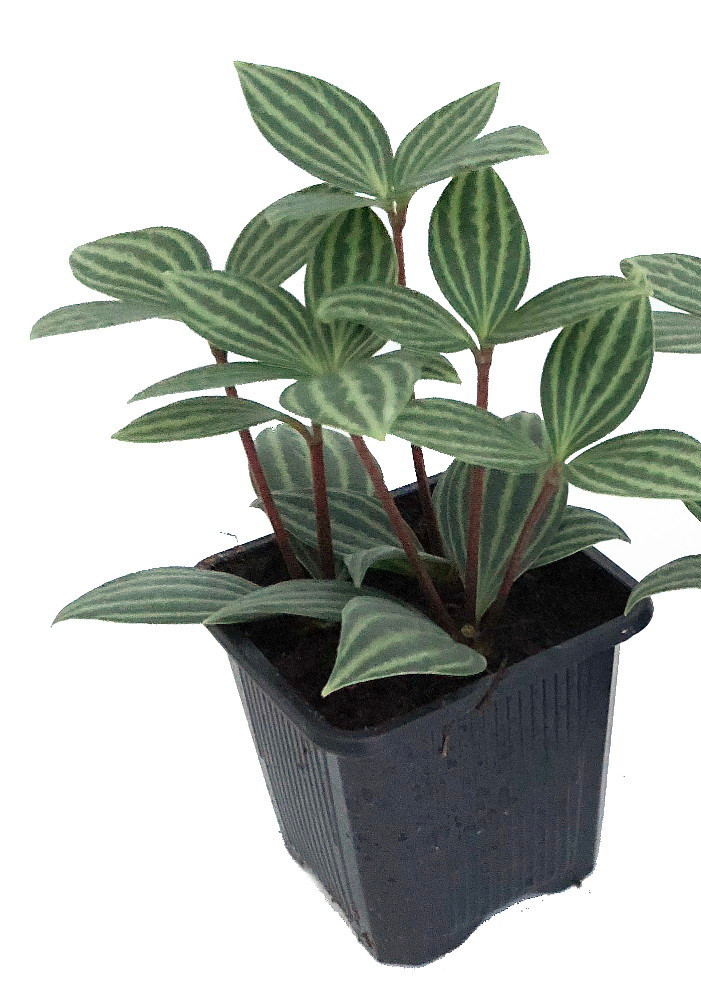 Parallel Peperomia puteolata - 2.5" Pot - Hirt's Gardens