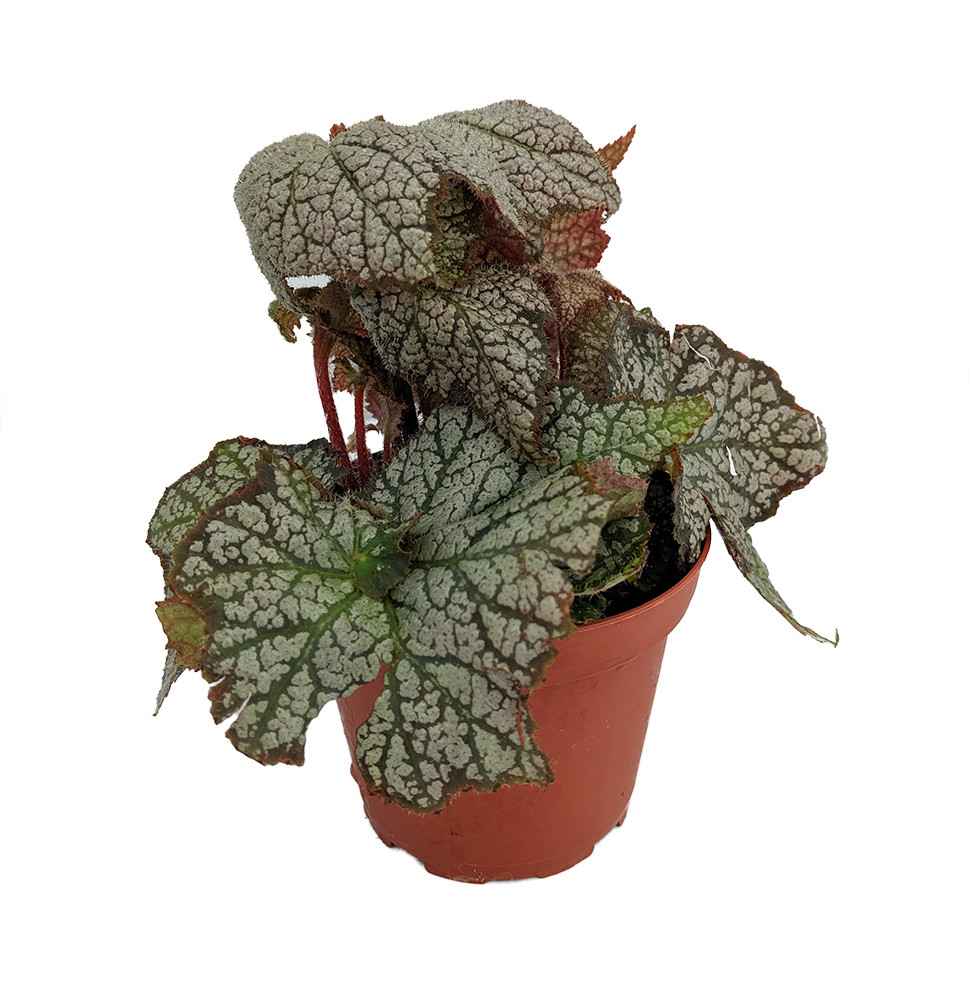 Stonewall Begonia Plant - 3.7" Pot - Terrarium/Fairy Garden/HousePlant ...