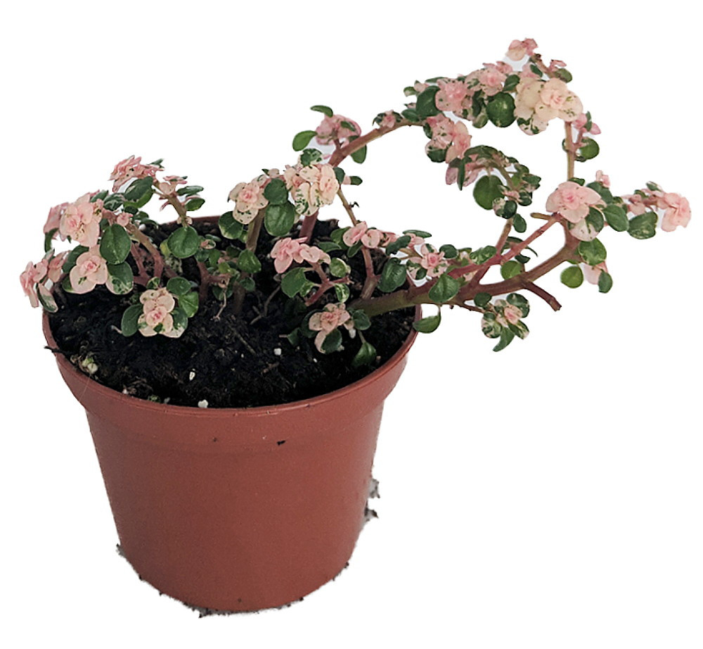 Alien Ice Plant - Delosperma lehmannii - 2.5" Pot - A Real Cool ...