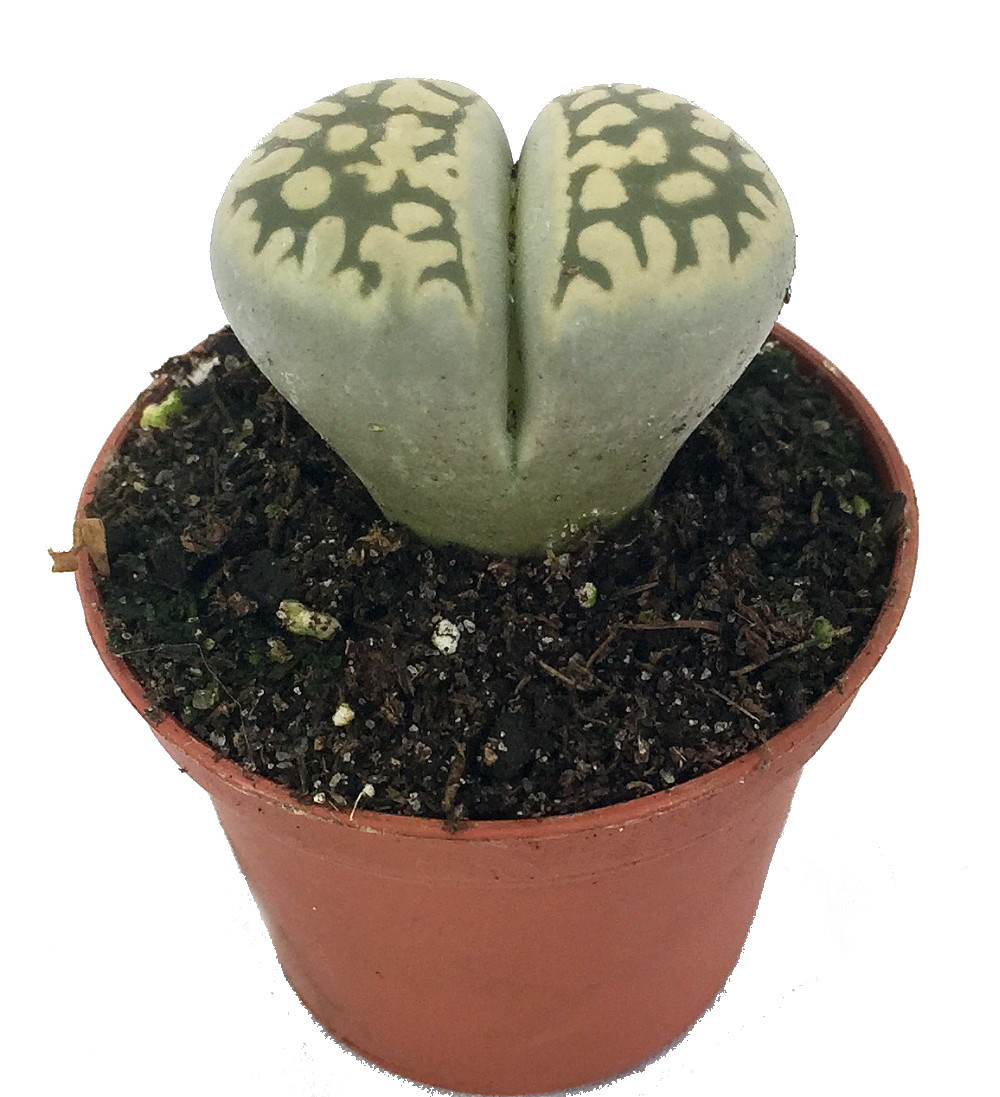 Living Stone Plant - Lithops - 2" Pot - Strange Plant - Collector's ...