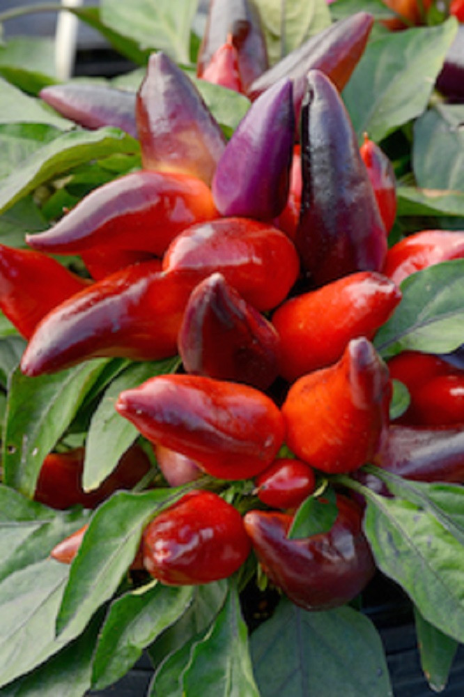 Yolo Wonder Sweet Pepper - 20 Seeds - Green to Red - Hirt's Gardens