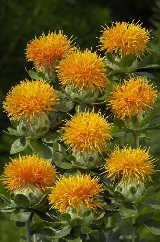 Zanzibar Safflower - 20 seeds - Carthamus - Hirt's Gardens
