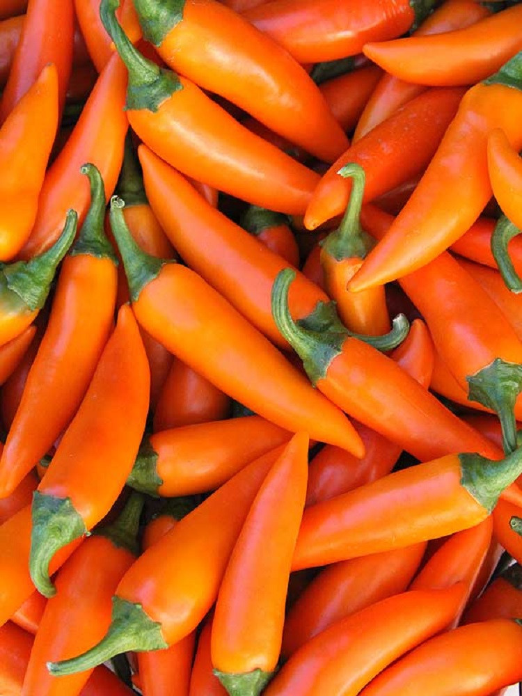 Bird's Beak Cayenne Pepper - 20 Seeds - Hirt's Gardens